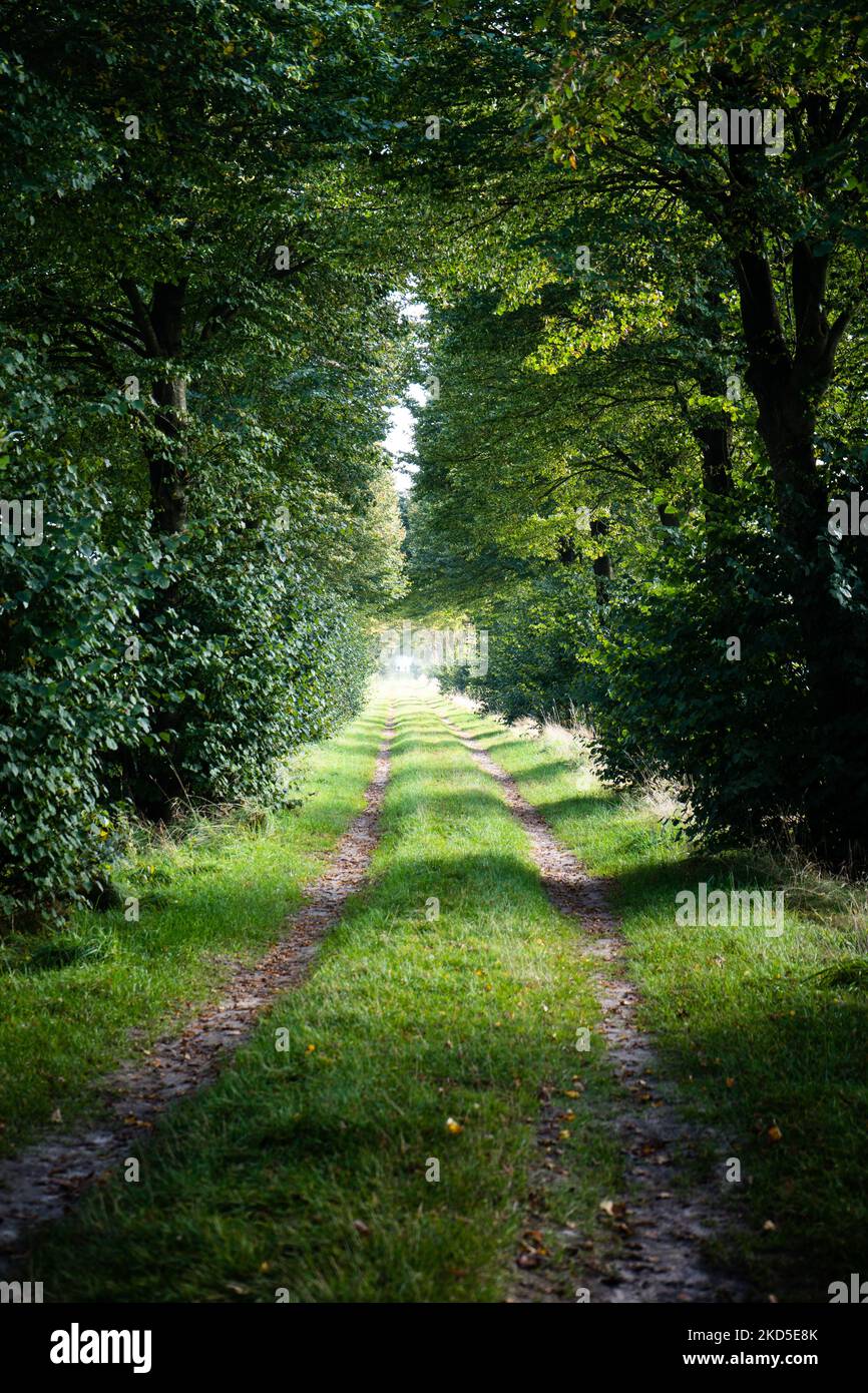 A green path in the forest surrounded by tree Stock Photo - Alamy