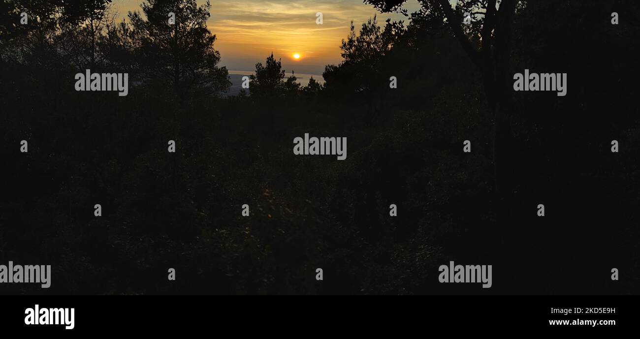 A wide shot of a silhouette of a forest full of trees in the background ...