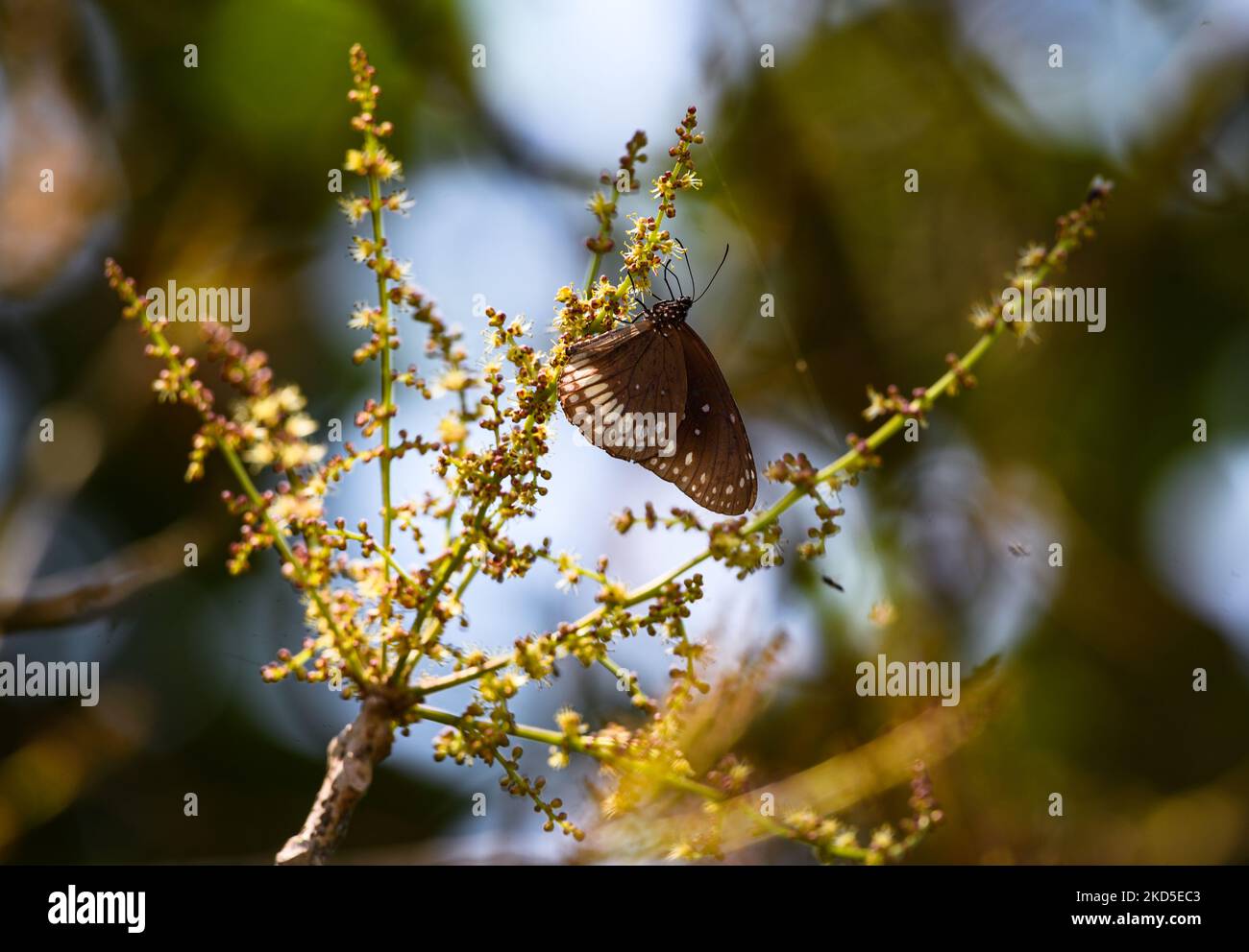 An Indian Common Crow (Euploea core core) butterfly is extract nectar ...