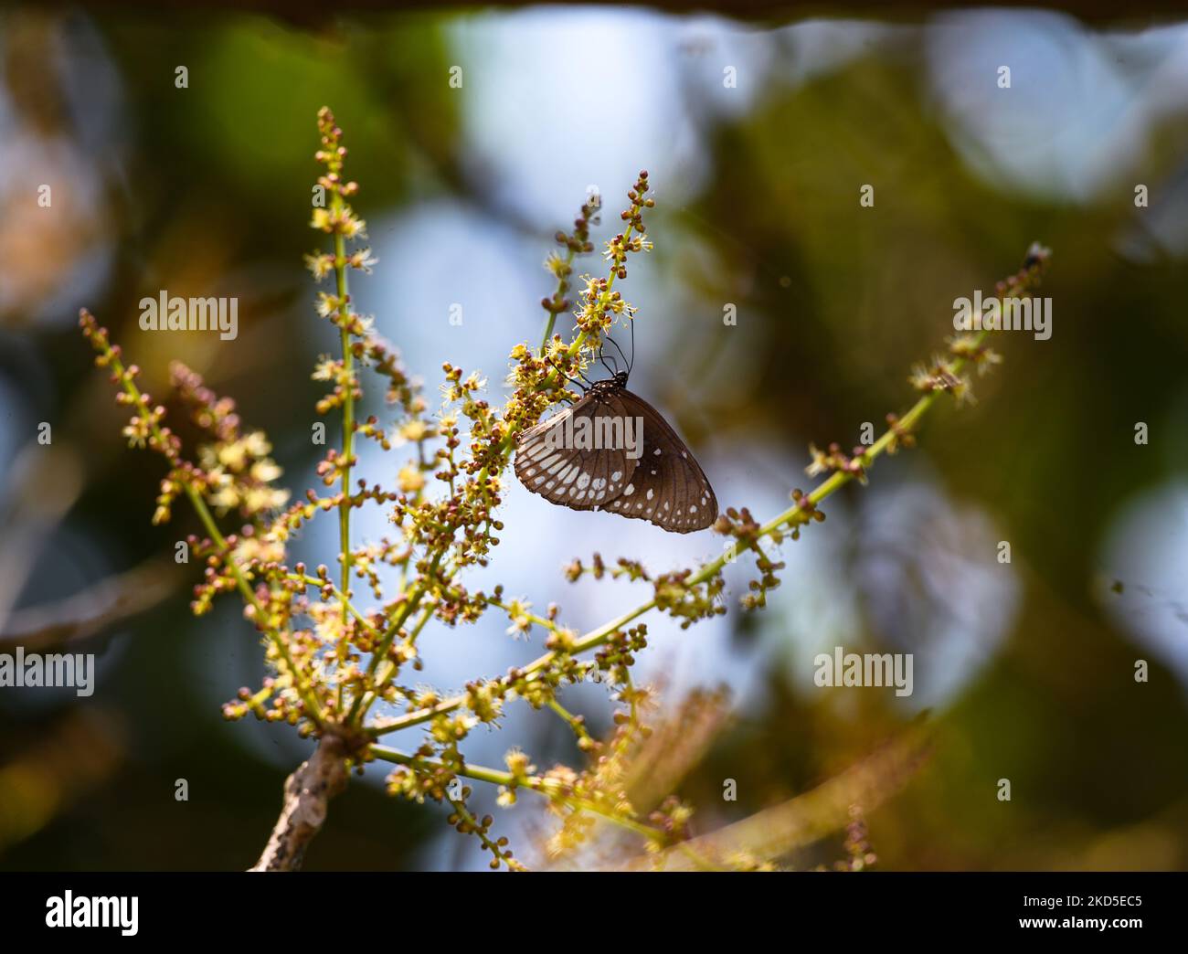 An Indian Common Crow (Euploea core core) butterfly is extract nectar ...