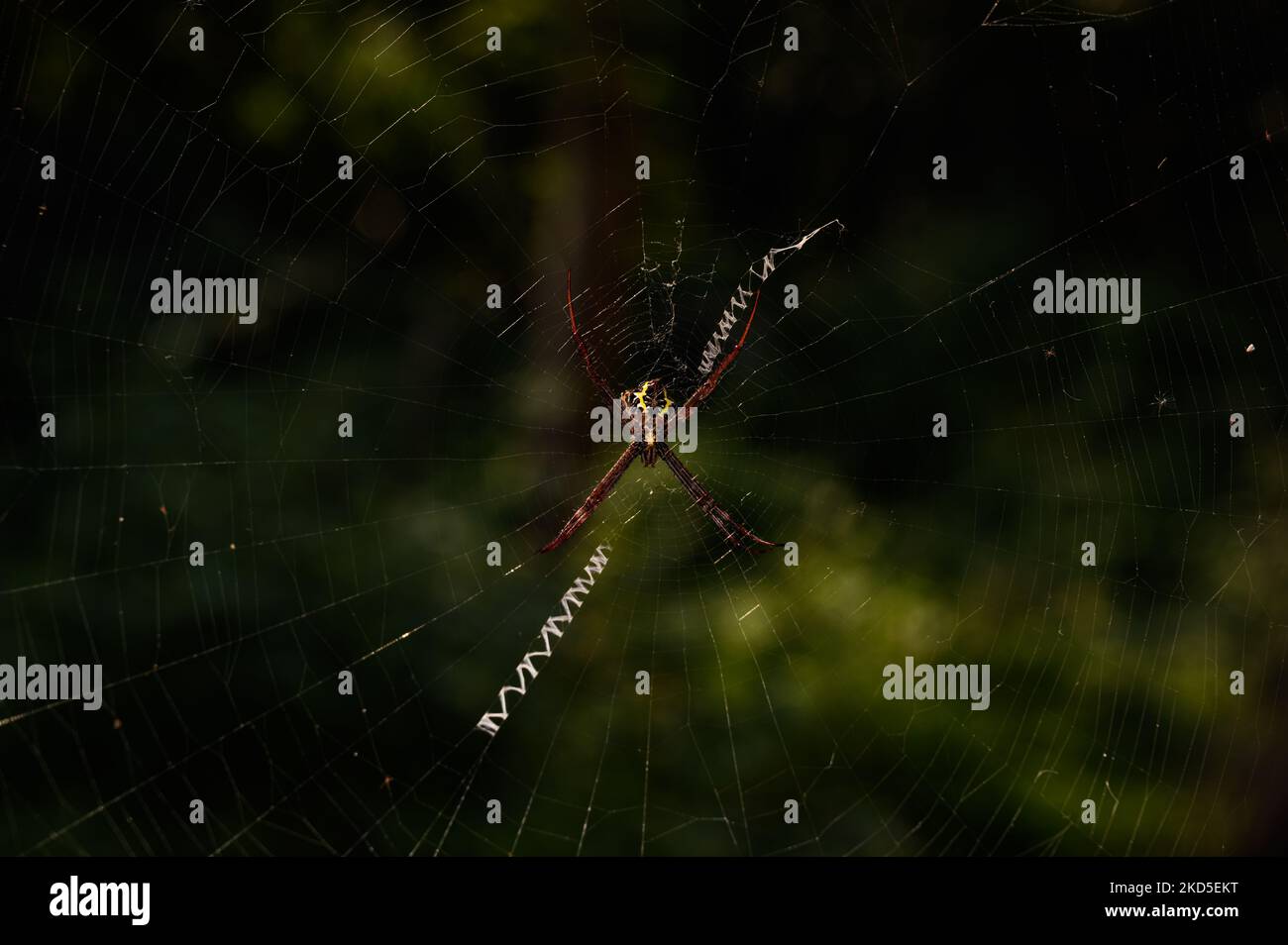 Signature Spider (Argiope anasuja) is a species of harmless orb-weaver ...