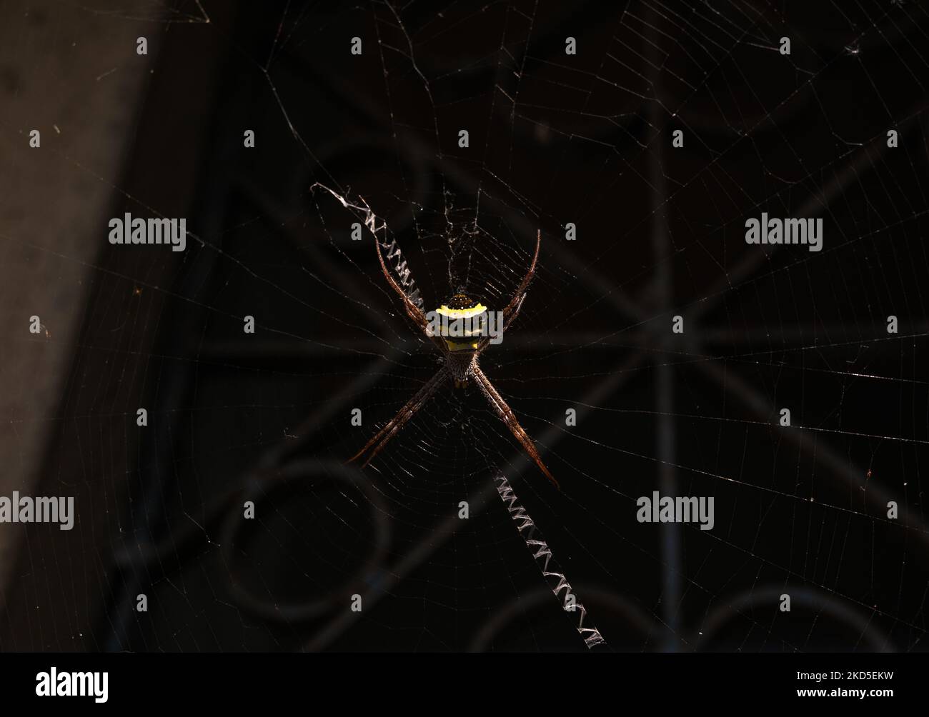 Signature Spider (Argiope anasuja) is a species of harmless orb-weaver ...