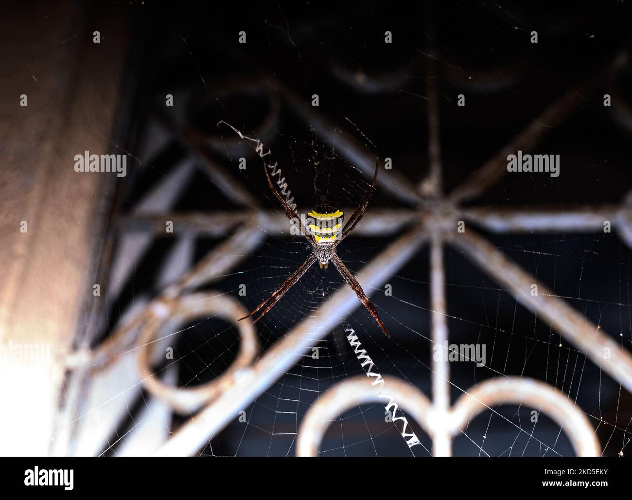Signature Spider (Argiope anasuja) is a species of harmless orb-weaver ...