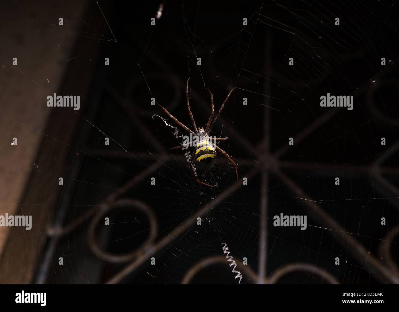 Signature Spider (Argiope anasuja) is a species of harmless orb-weaver ...