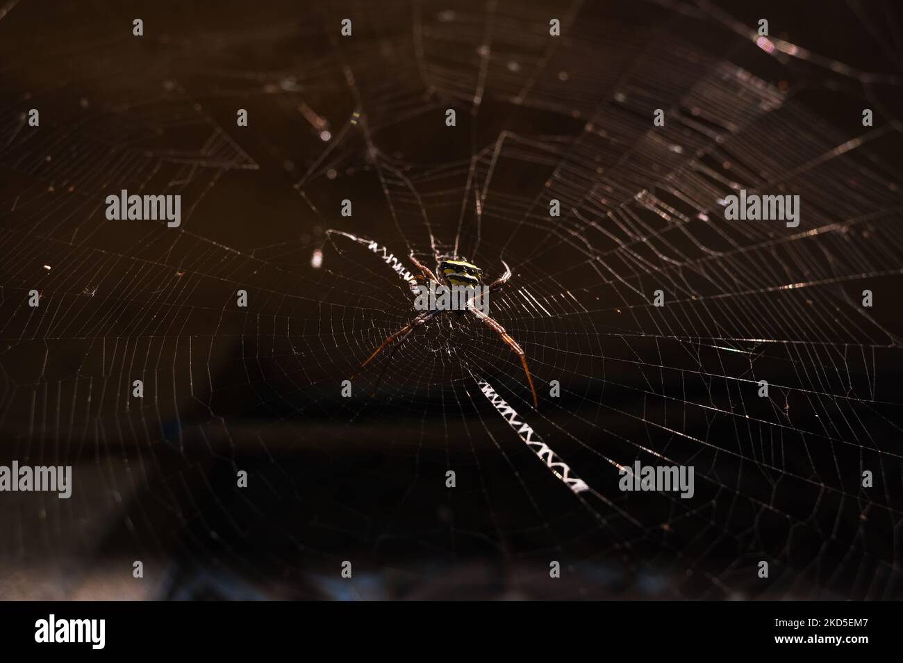 Signature spiders hi-res stock photography and images - Alamy