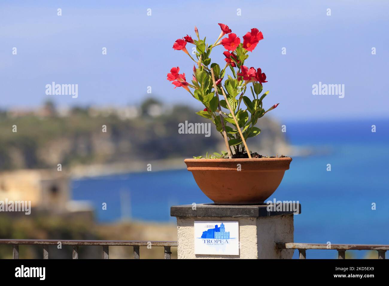 A Sabi star (Adenium obesum) in a pot laid on the stone with a sea on ...