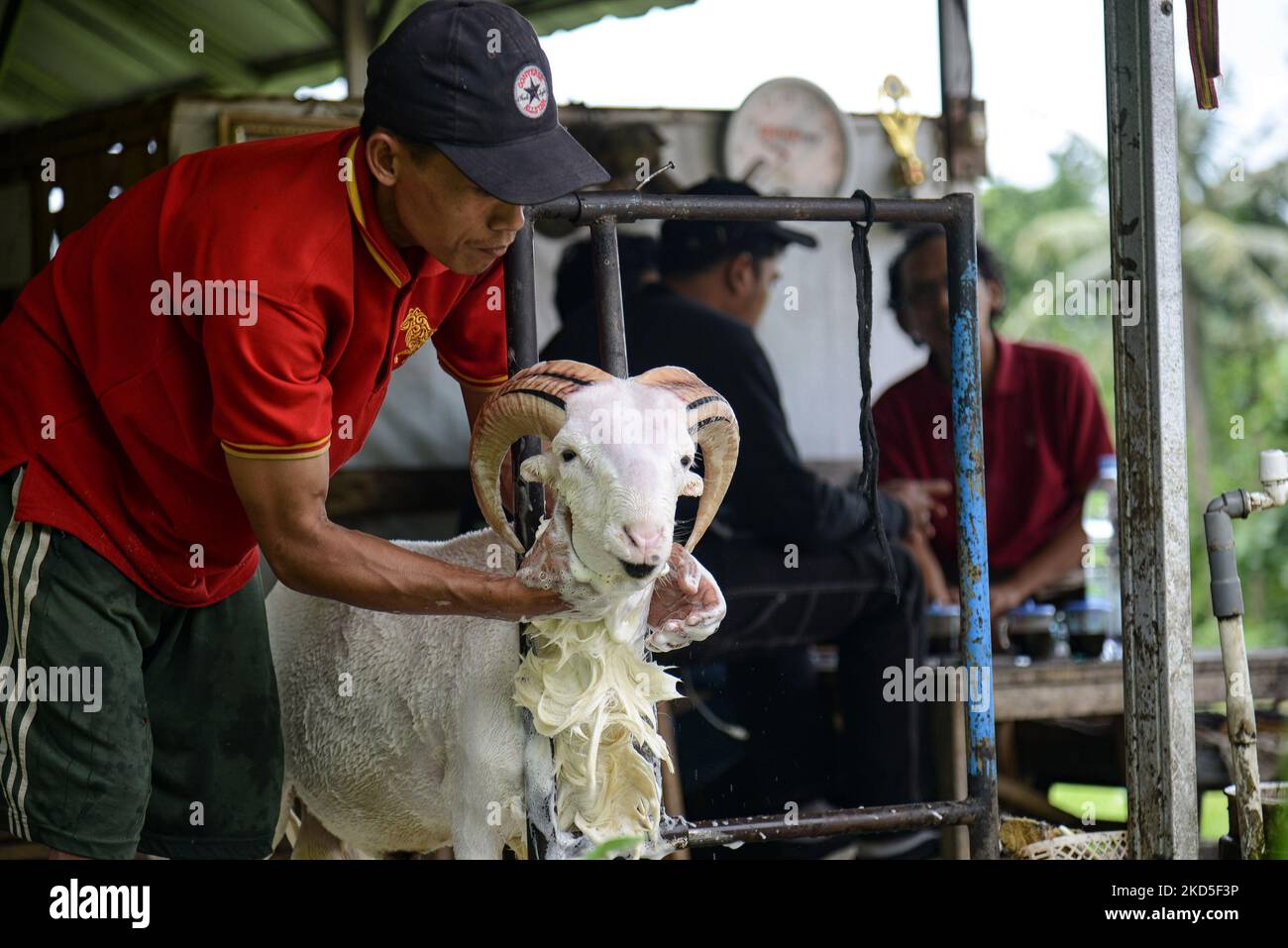 A sheep is wash after removes the woolen fleece to prepare the art of ...