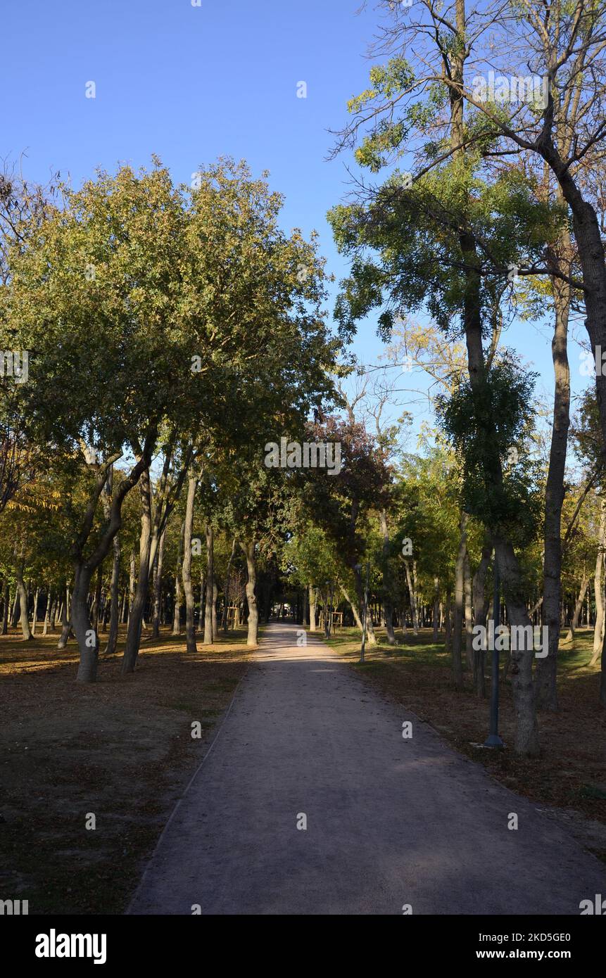 Forest Road, Green Trees and Sky Stock Photo - Alamy