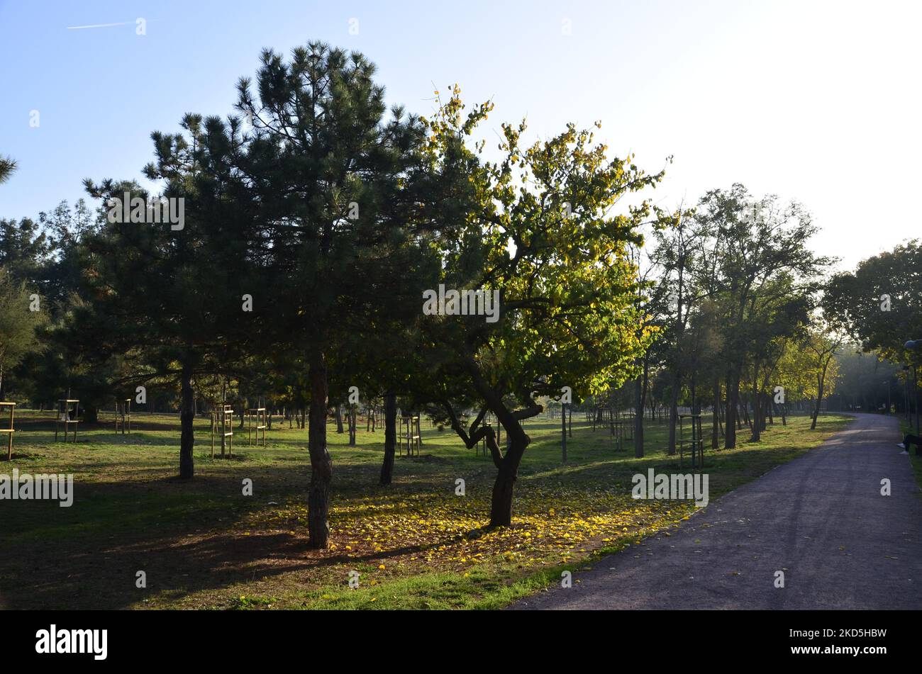 Green Trees and Sunny Autumn Day in the Grove. Istanbul Turkey Stock ...