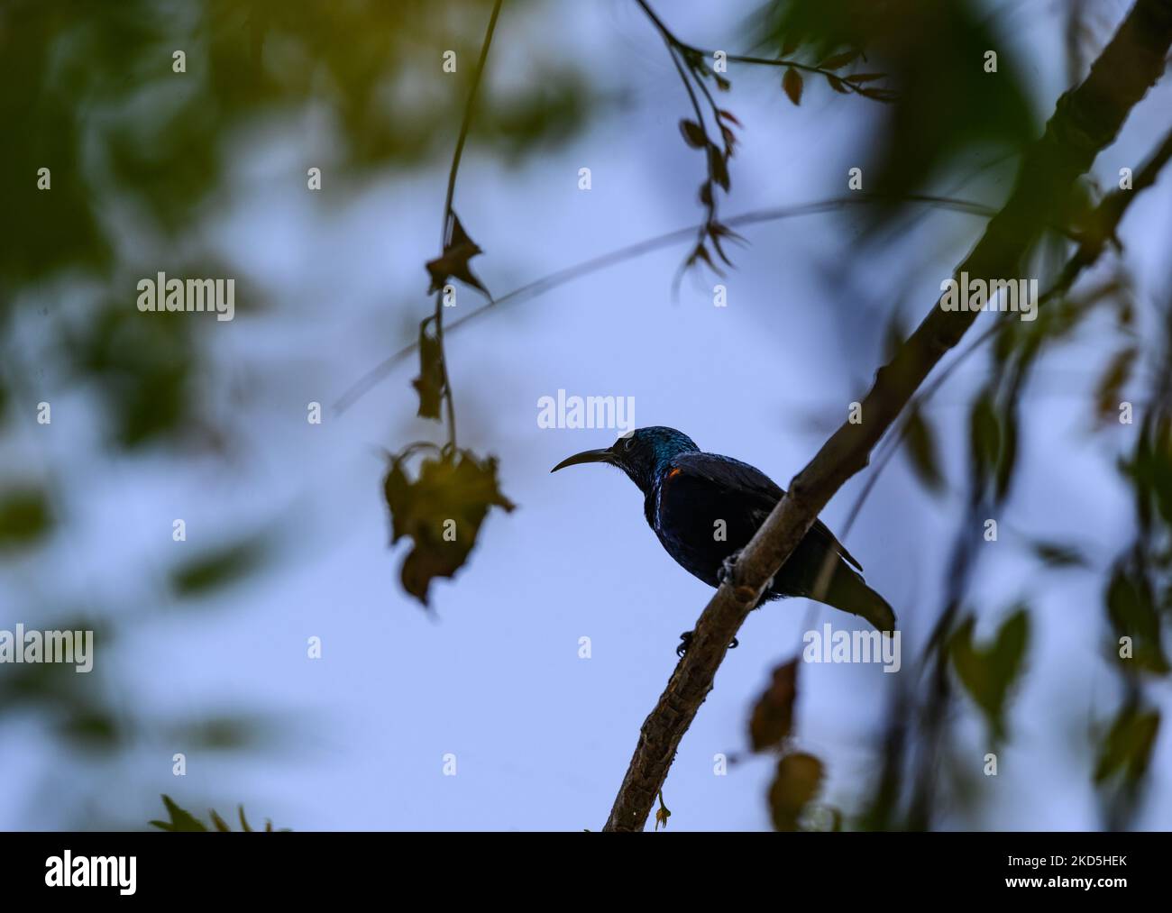 Neem tree bird hi-res stock photography and images - Alamy