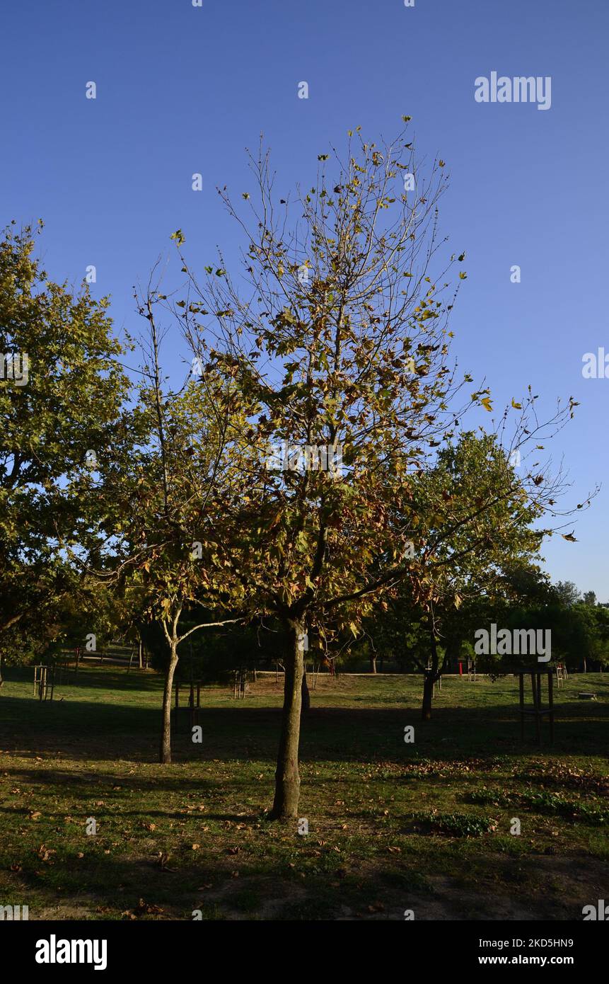 Autumn Colors and young tree. Istanbul Turkey Stock Photo - Alamy