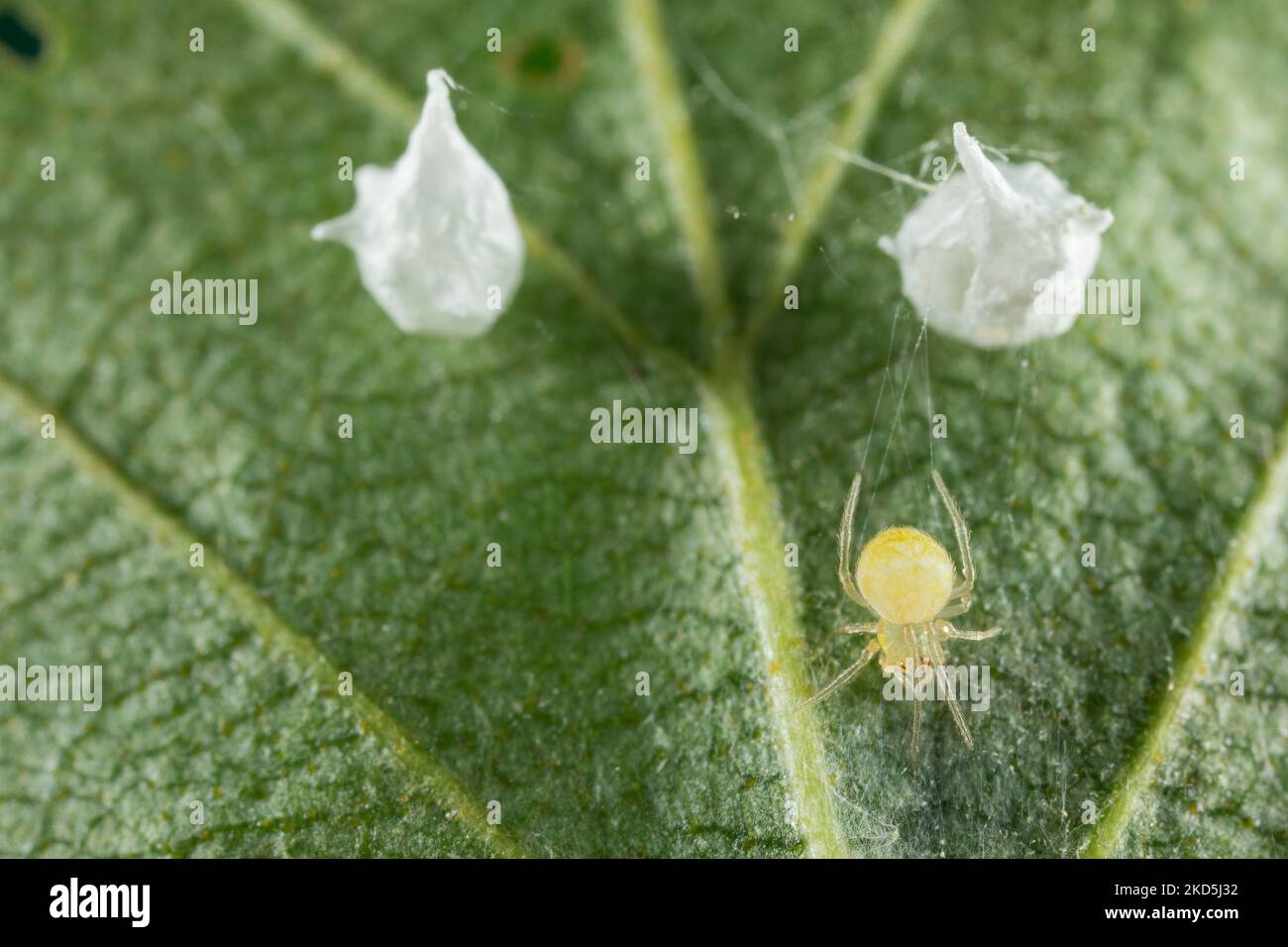 Egg cocoon of the sputnik spider (Paidiscura pallens Stock Photo - Alamy