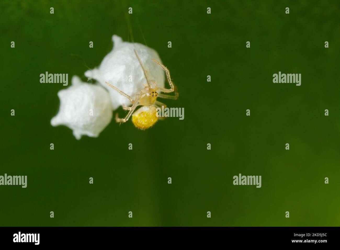 Egg cocoon of the sputnik spider (Paidiscura pallens Stock Photo - Alamy