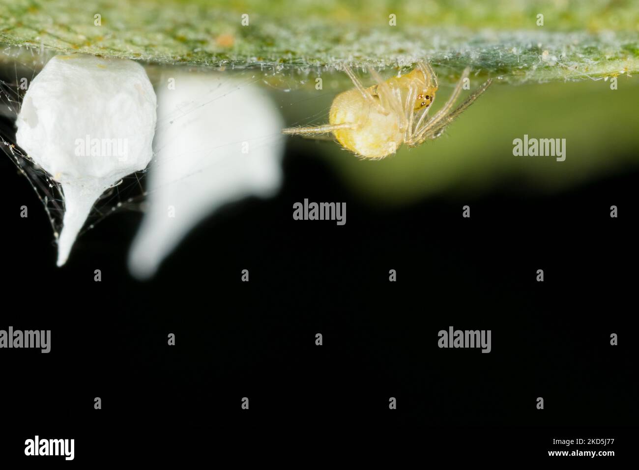 Egg cocoon of the sputnik spider (Paidiscura pallens Stock Photo - Alamy