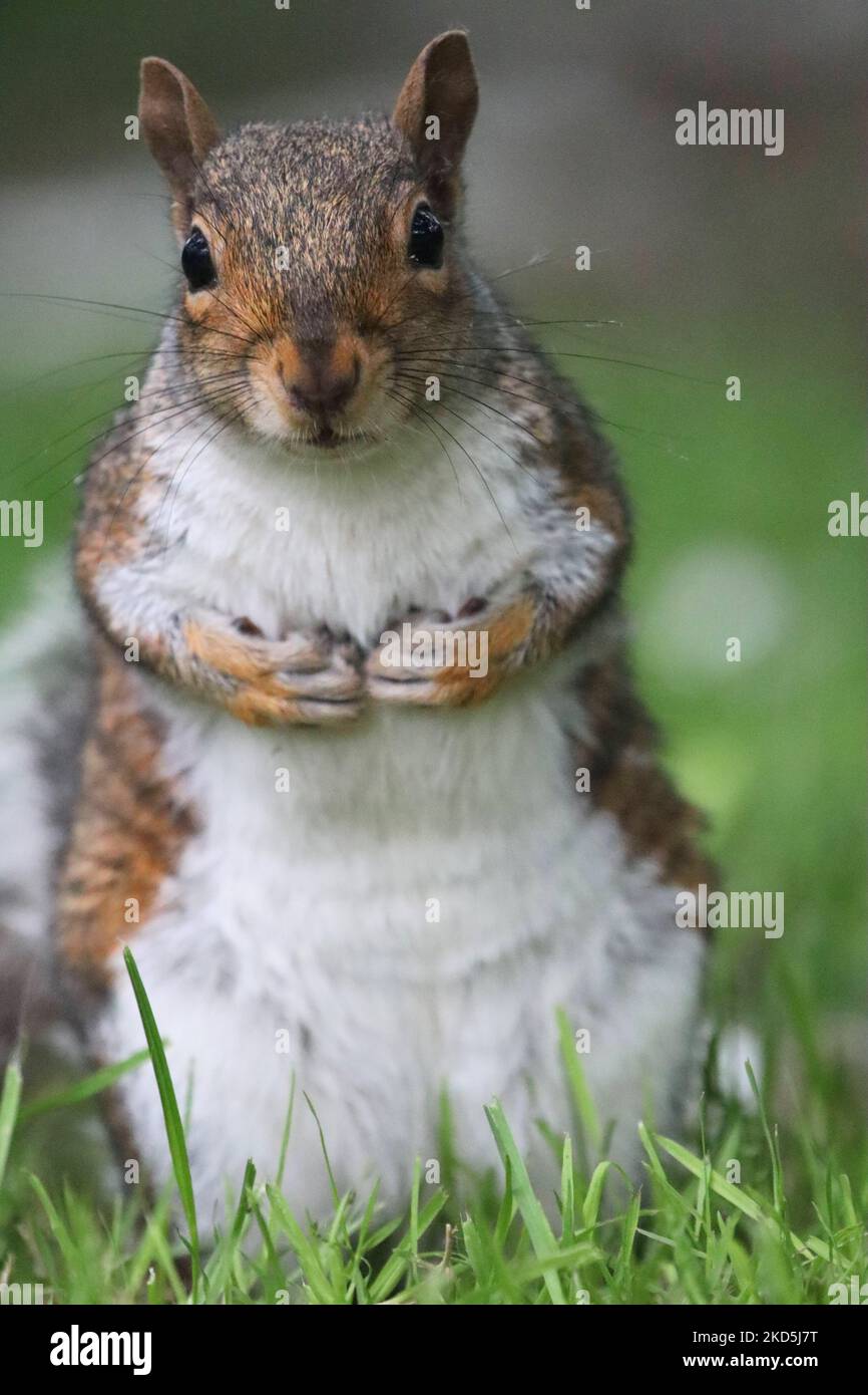 A selective focus shot of a cute eastern gray squirrel standing on the ...