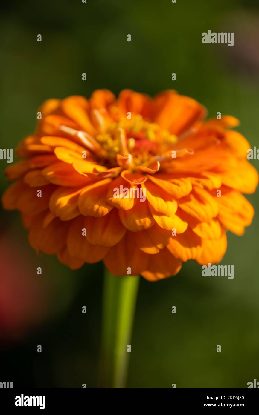 A vertical closeup of a common Zinnia flower in orange color on an ...