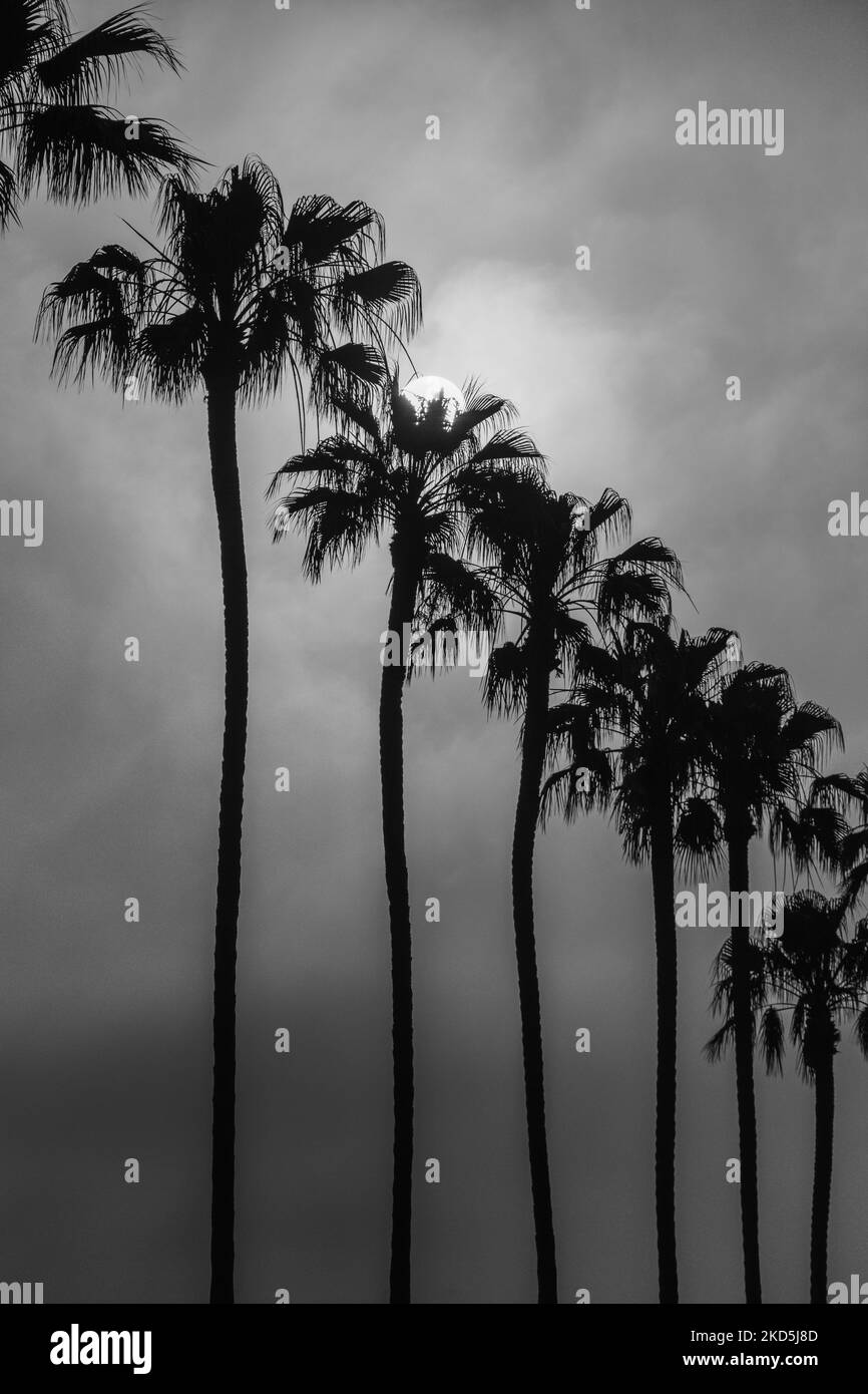 A vertical grayscale row of tall palm trees against the sky and moon ...