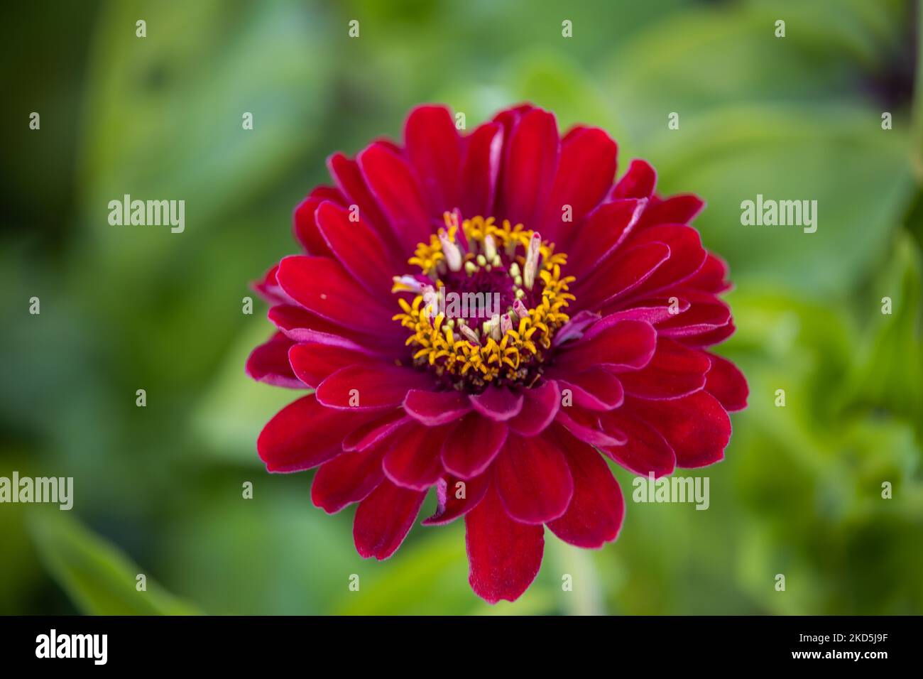 A closeup shot of a red Zinnia flower with a yellow pistil isolated on ...