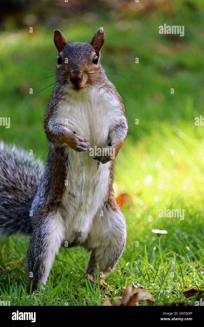 A selective focus shot of a cute eastern gray squirrel standing on the ...