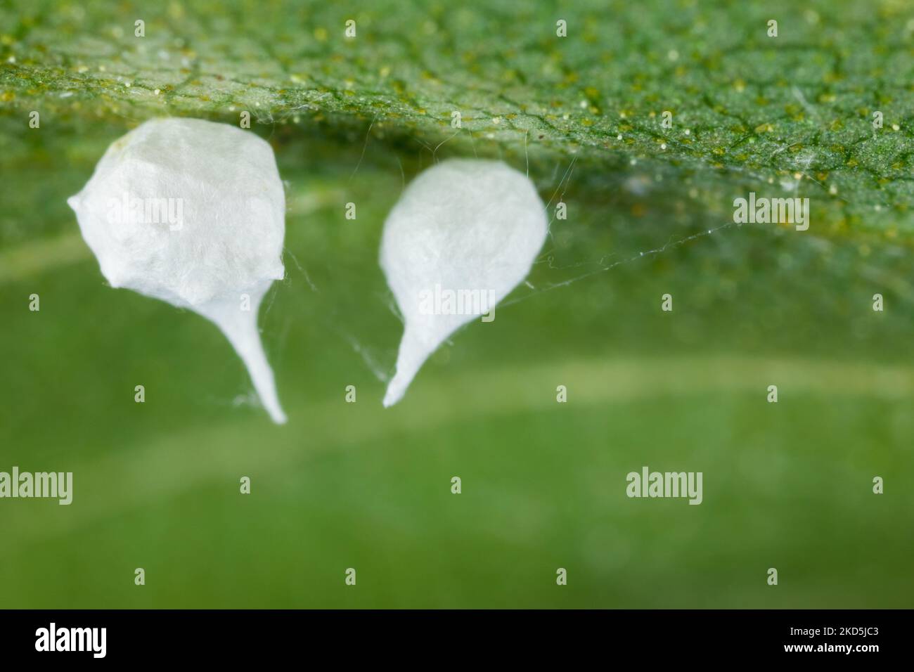 Egg cocoon of the sputnik spider (Paidiscura pallens Stock Photo - Alamy