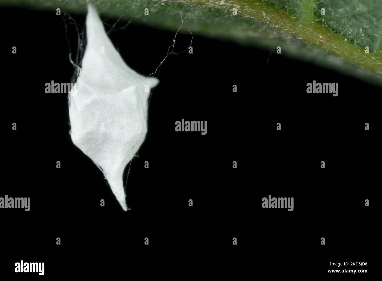 Egg cocoon of the sputnik spider (Paidiscura pallens Stock Photo - Alamy