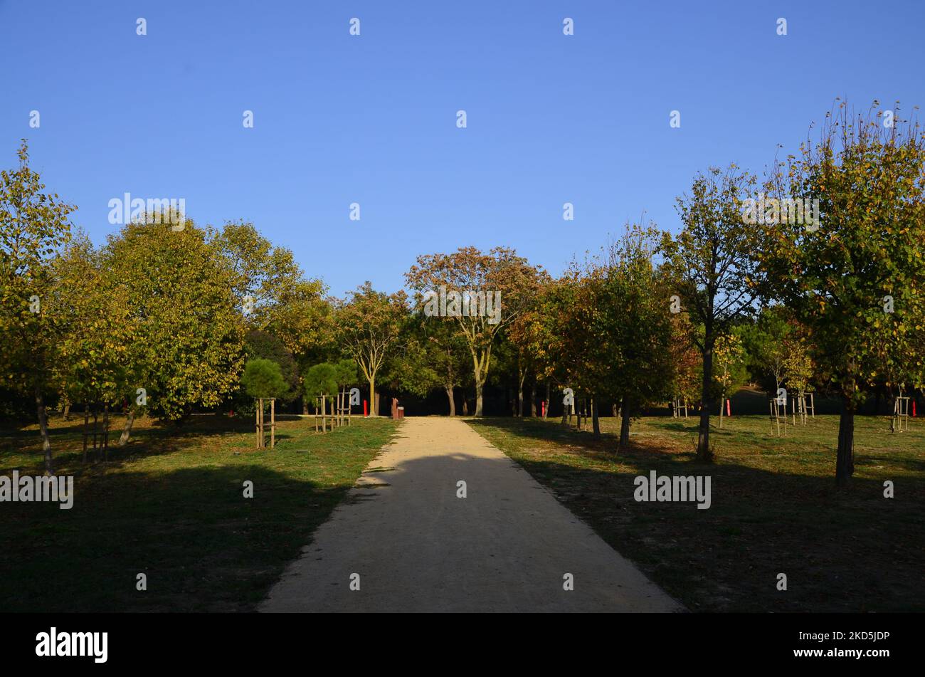 Autumn, forest road, green trees, grass and blue sky. Istanbul Turkey ...