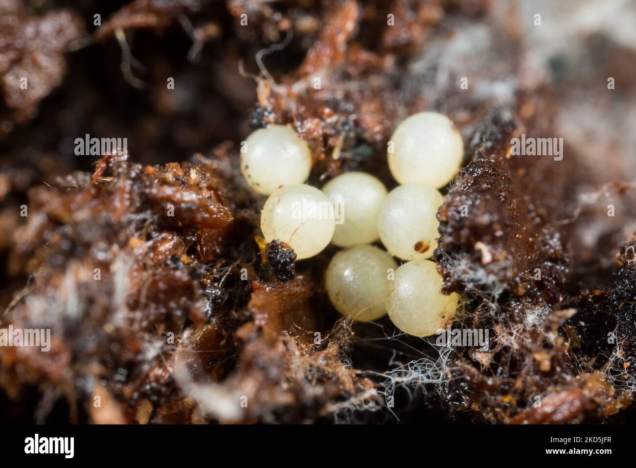 Harvestman eggs inside a rotten log (Opiliones Stock Photo - Alamy