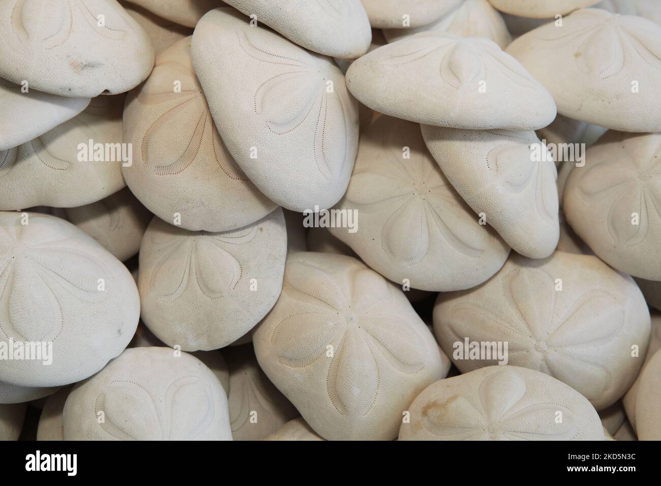 Puffy sand dollar sea shells hi-res stock photography and images - Alamy