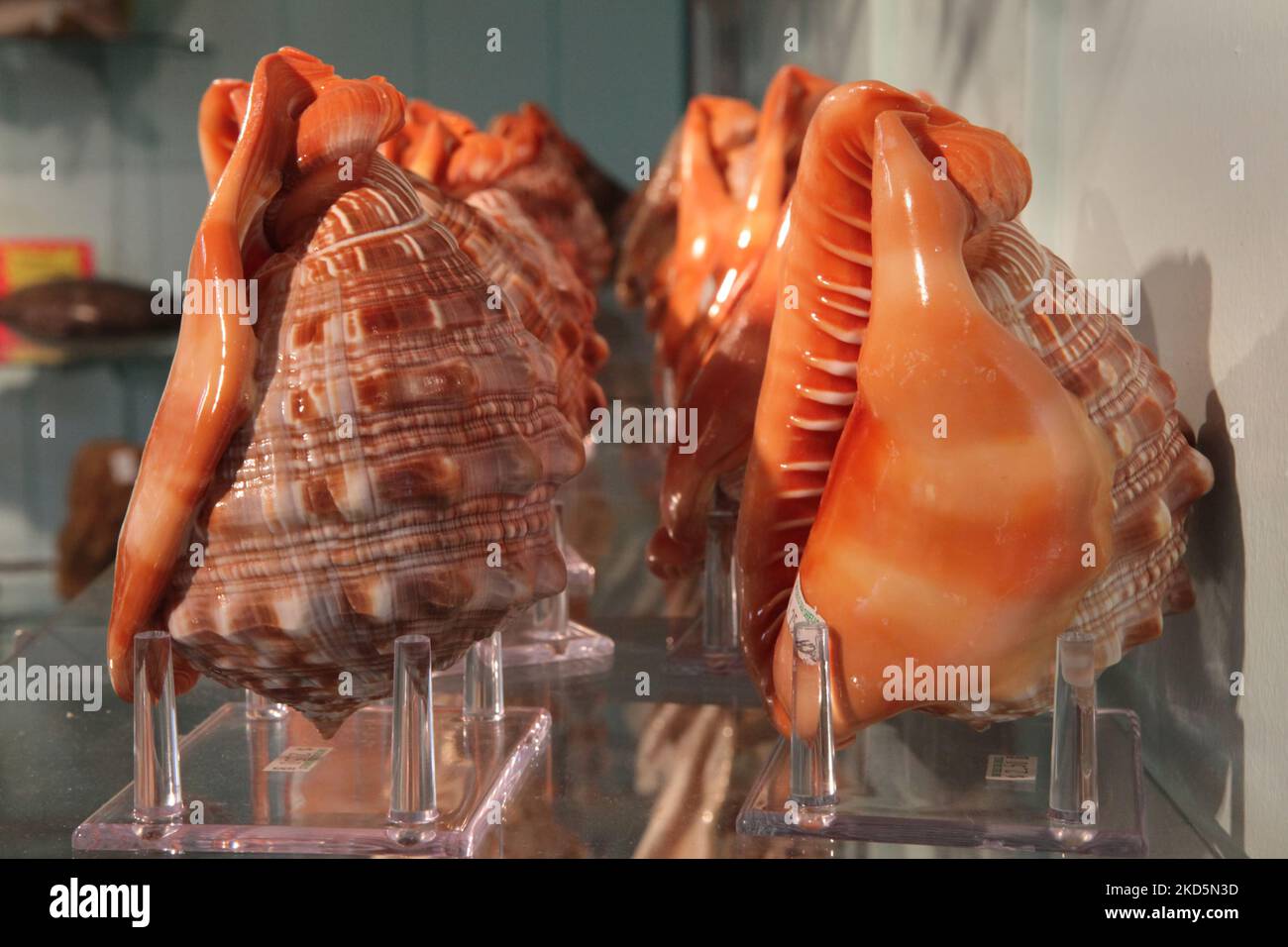 Large seashells in a shop on Sanibel Island, Florida, USA, on August 24 ...