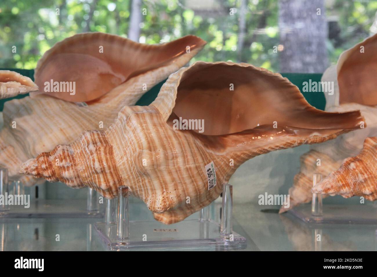 Large horse conch sea shells hi-res stock photography and images - Alamy
