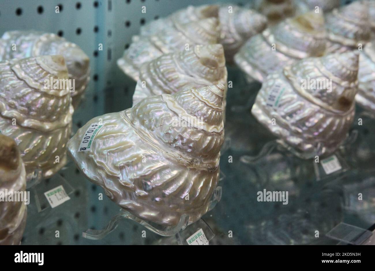 Large pearl coloured seashells hi-res stock photography and images - Alamy