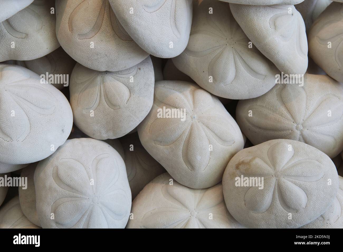 Puffy sand dollar sea shells hi-res stock photography and images - Alamy