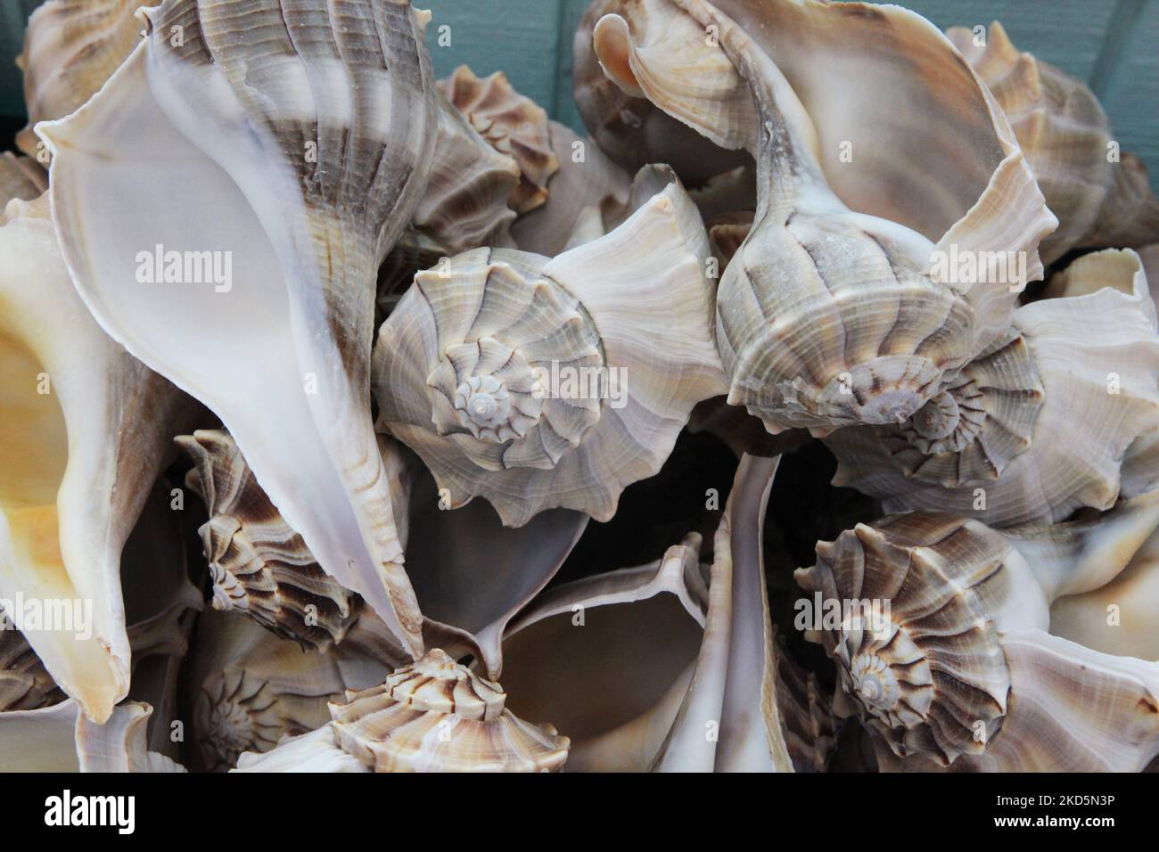 Large lightning whelk sea shells hi-res stock photography and images ...