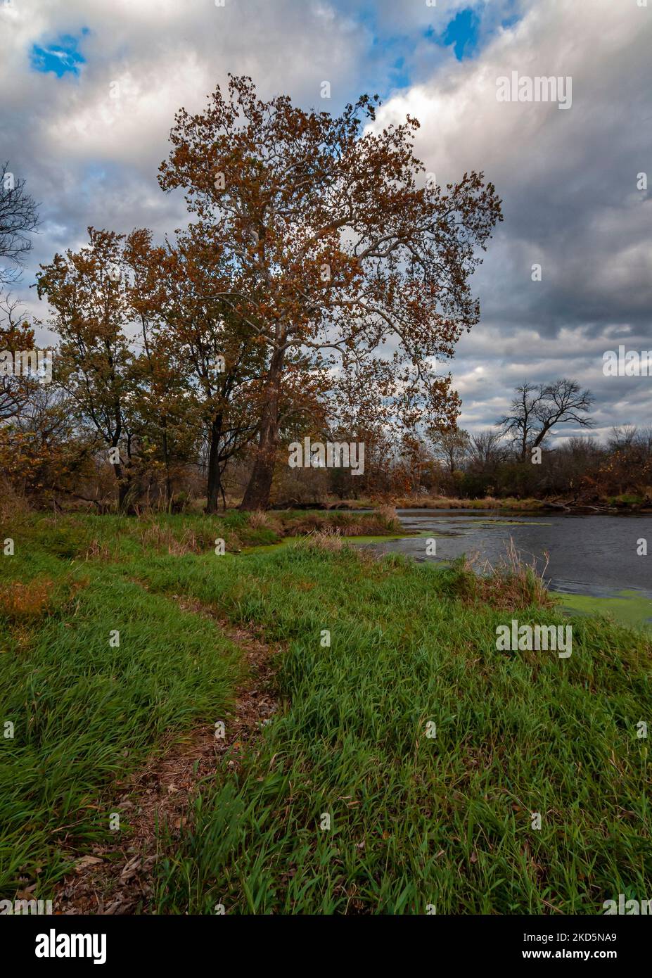 A Sycamore tree dominates the sky and the DuPage River Shore at Hammel ...