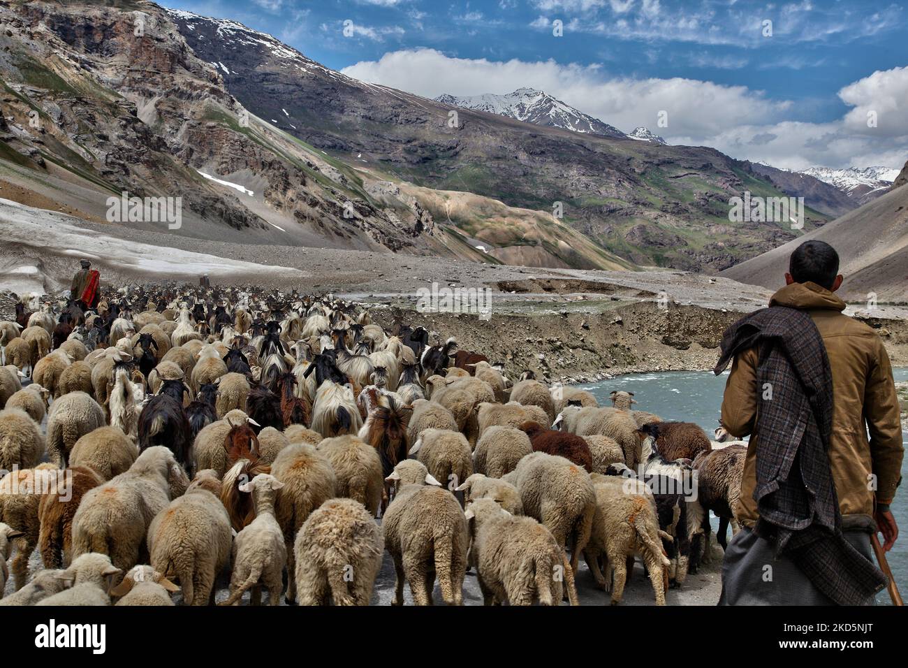 Gujjar shepherds lead a large flock of sheep and goats along a mountain ...