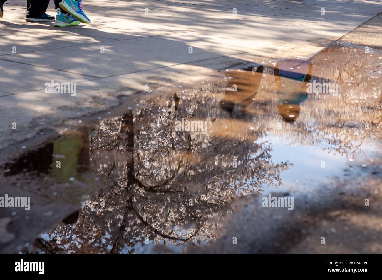 A puddle reflects cherry trees and visitors at the tidal basin in ...