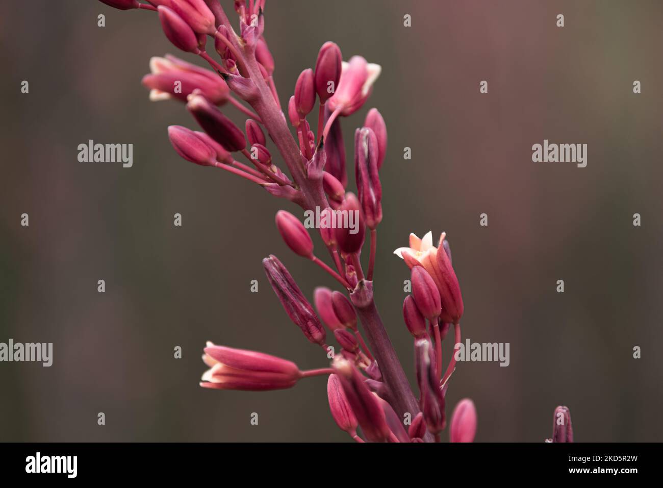 Red yucca flower hi-res stock photography and images - Alamy