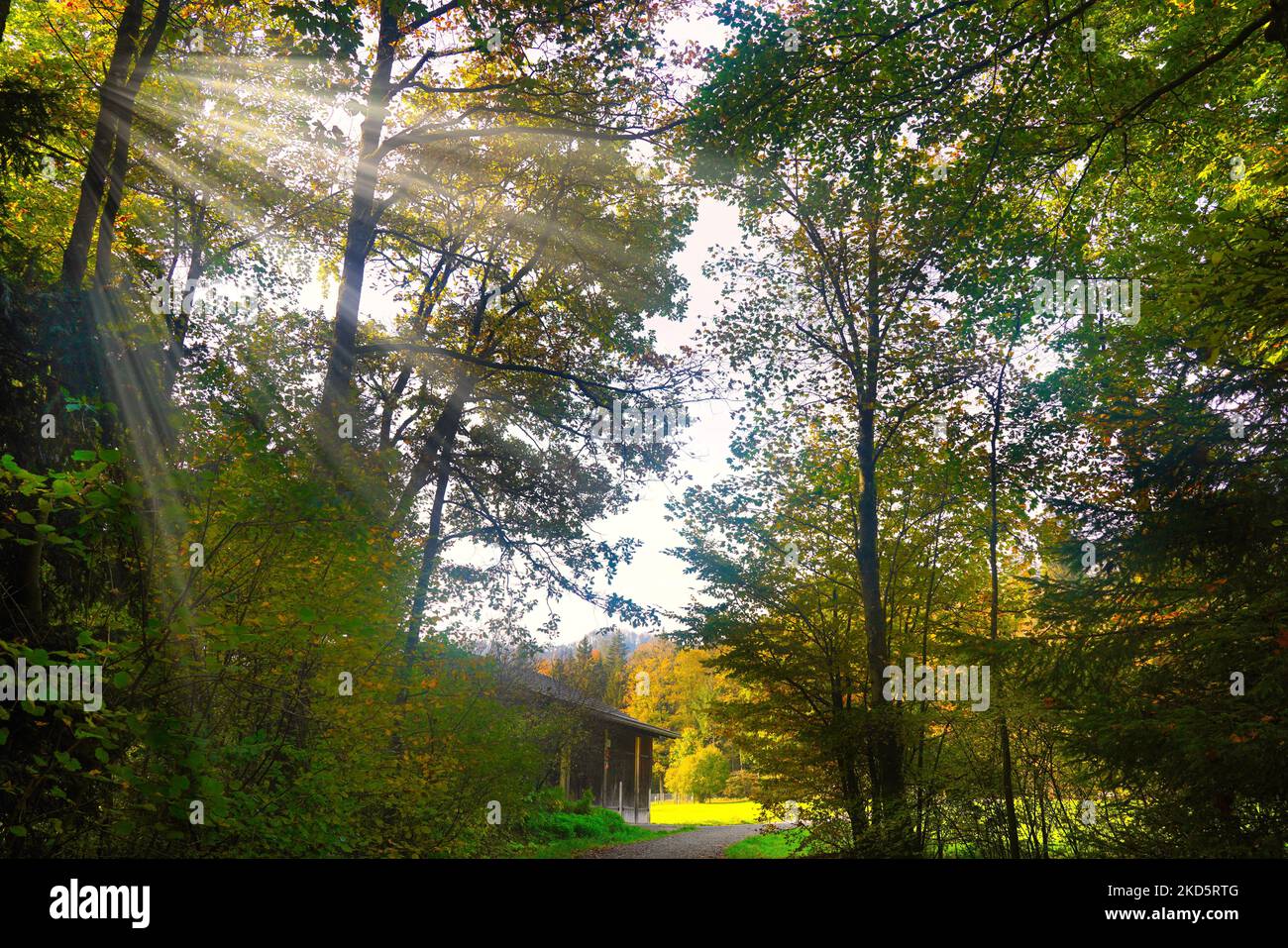 A beautiful scene of forest near the house, illuminated by the rays of ...