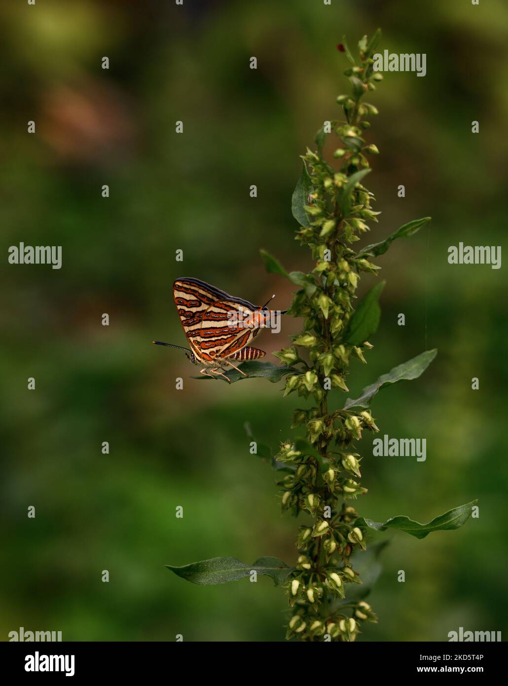 The Common Silverline ( Spindasis vulcanus) is a small-sized, colourful ...