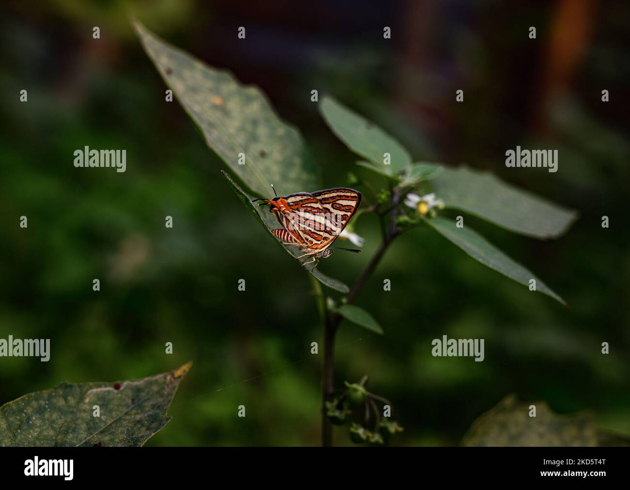 The Common Silverline ( Spindasis vulcanus) is a small-sized, colourful ...