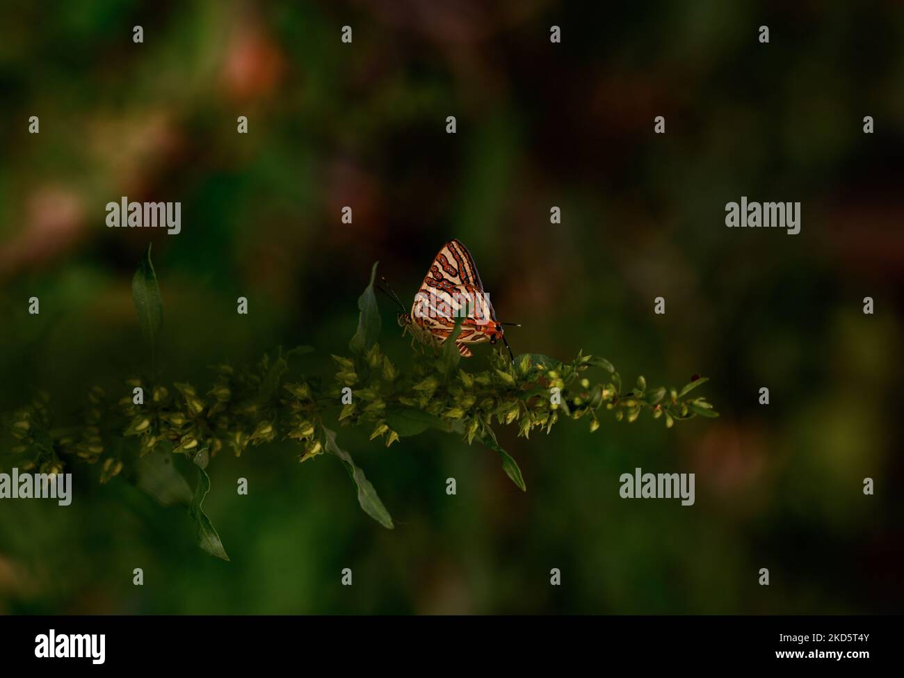 The Common Silverline ( Spindasis vulcanus) is a small-sized, colourful ...