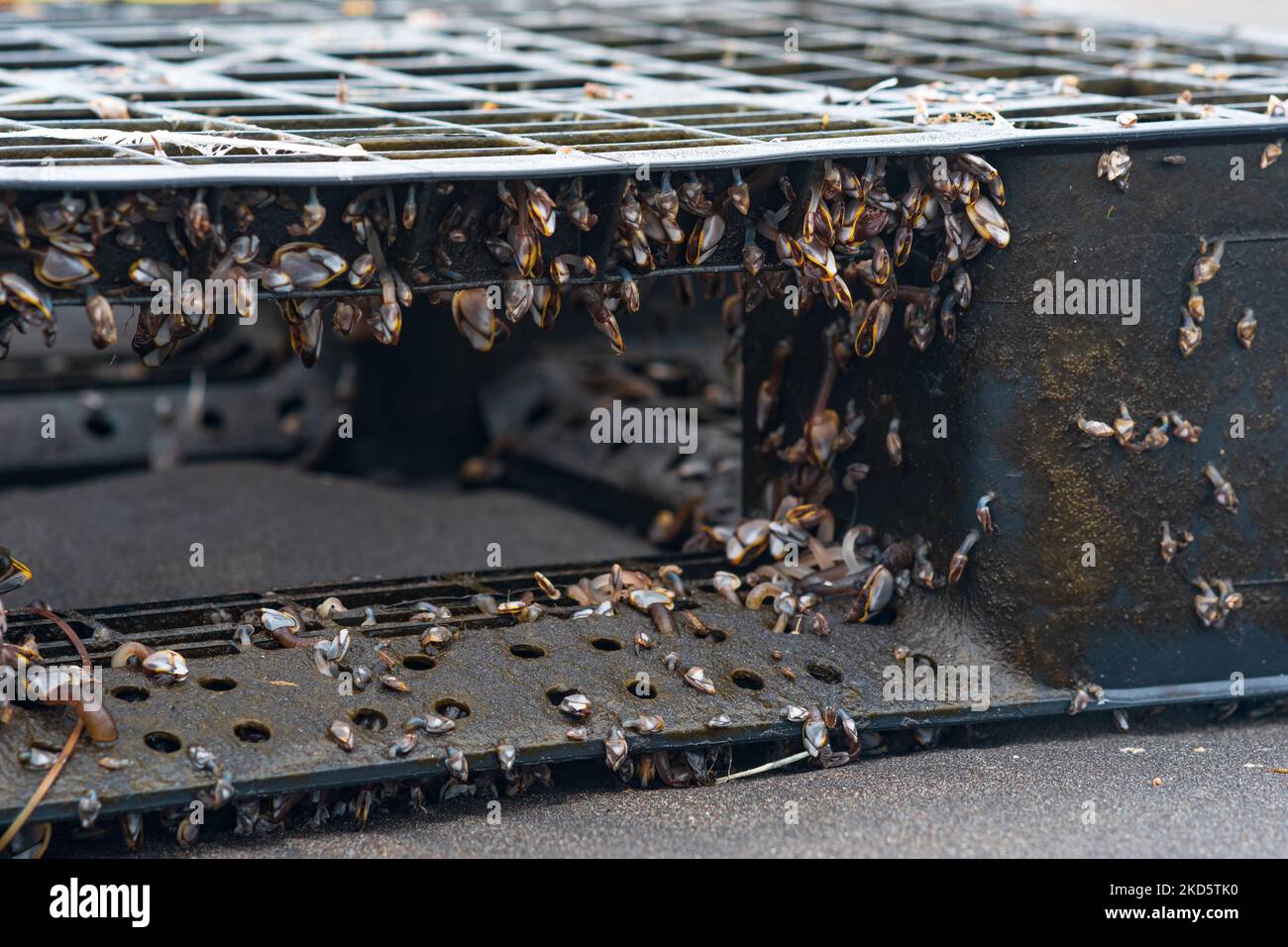 colony of young marine organisms, biofouling on floating anthropogenic ...