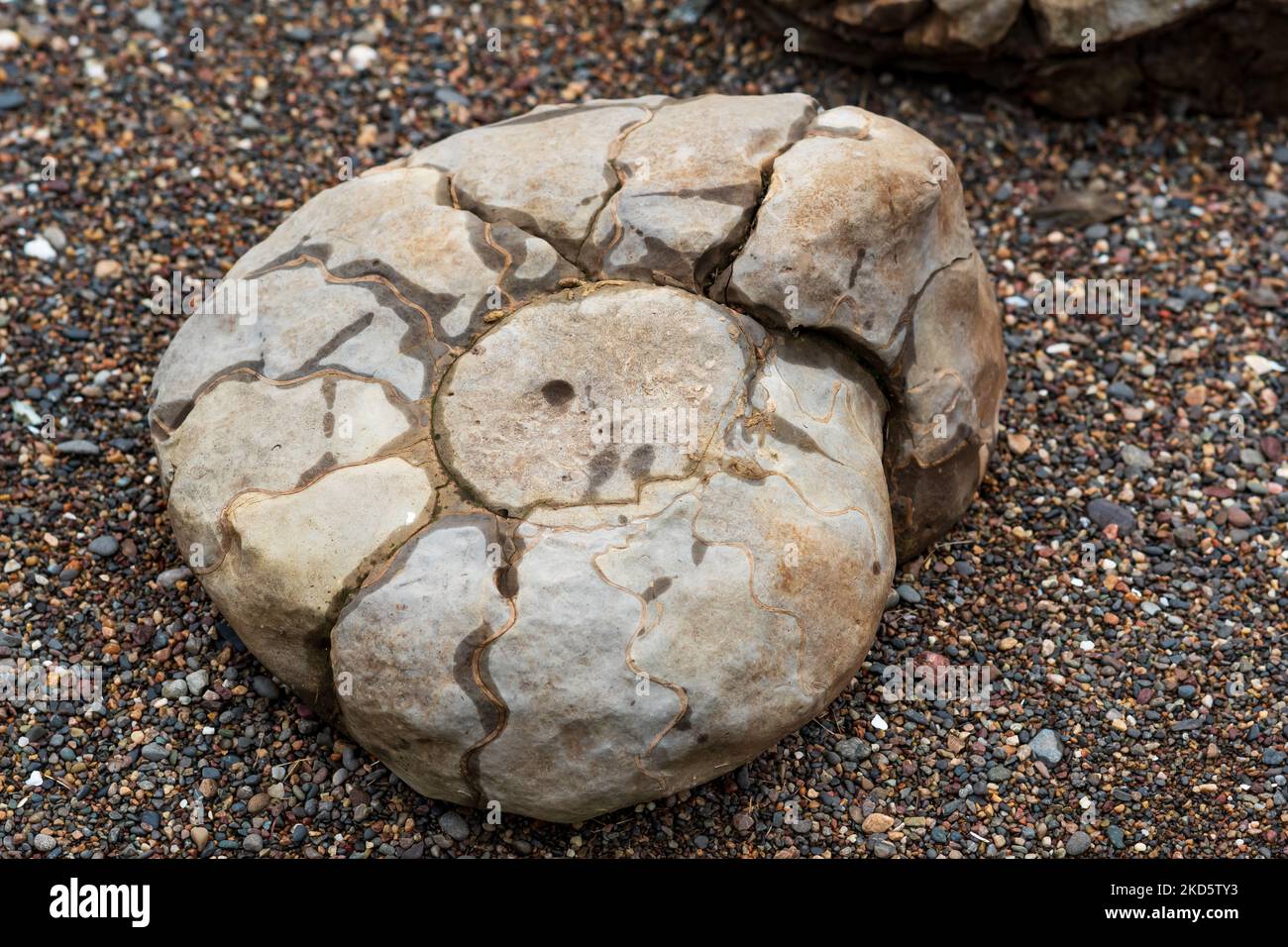 fossilized shell of a prehistoric mollusk as an element of landscape ...