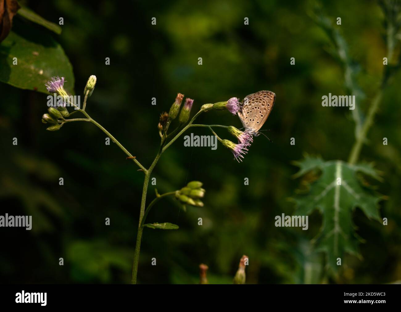 Dark grass blue butterfly hi-res stock photography and images - Alamy