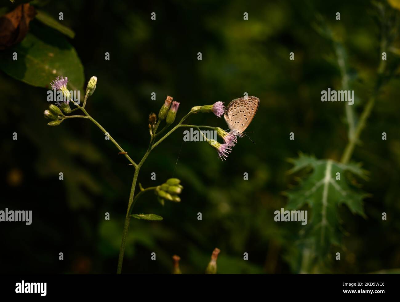 Dark grass blue butterfly hi-res stock photography and images - Alamy