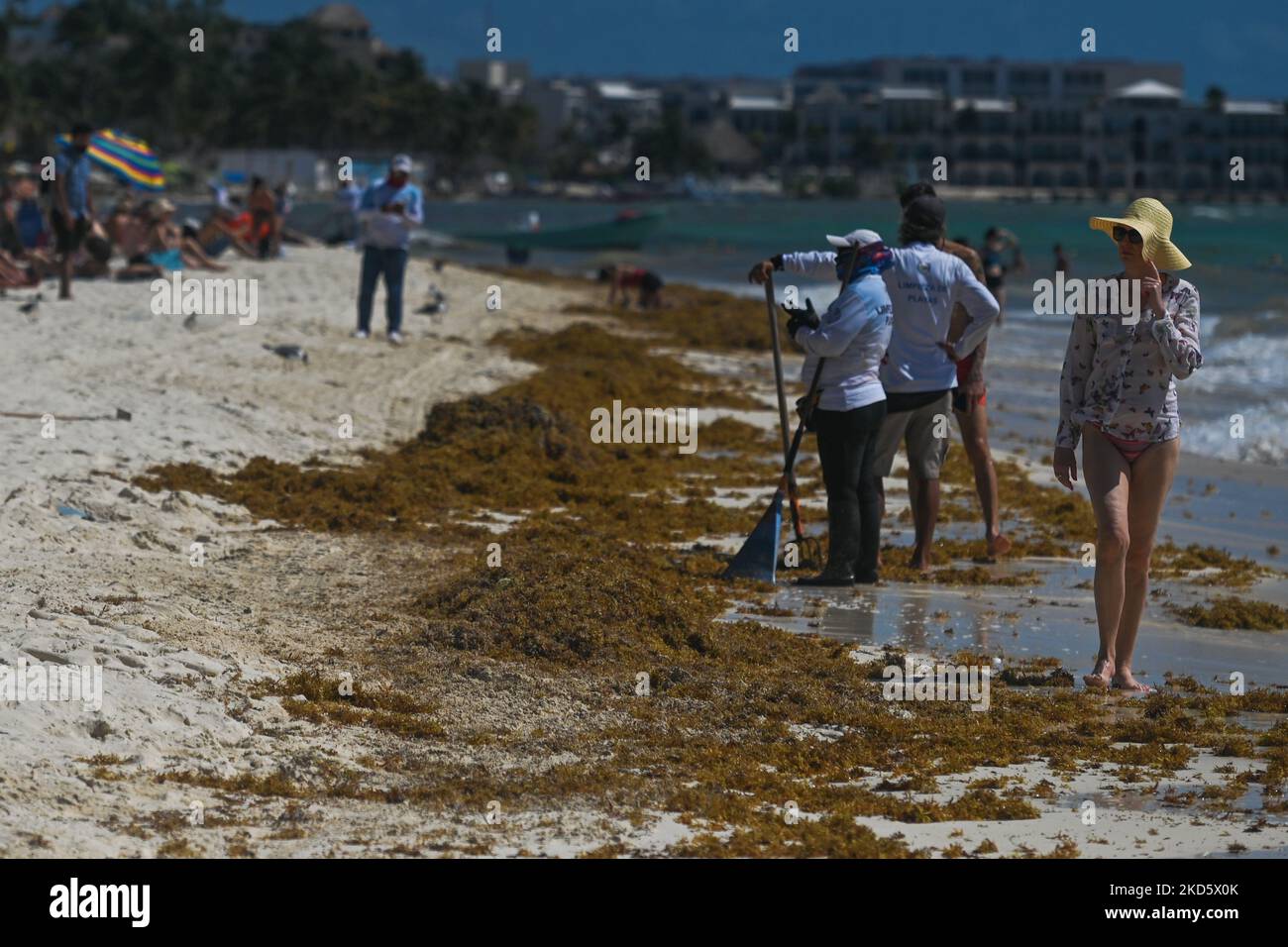 Seaweed cleaning on a busy beach in Playa del Carmen. On Tuesday, 22 ...