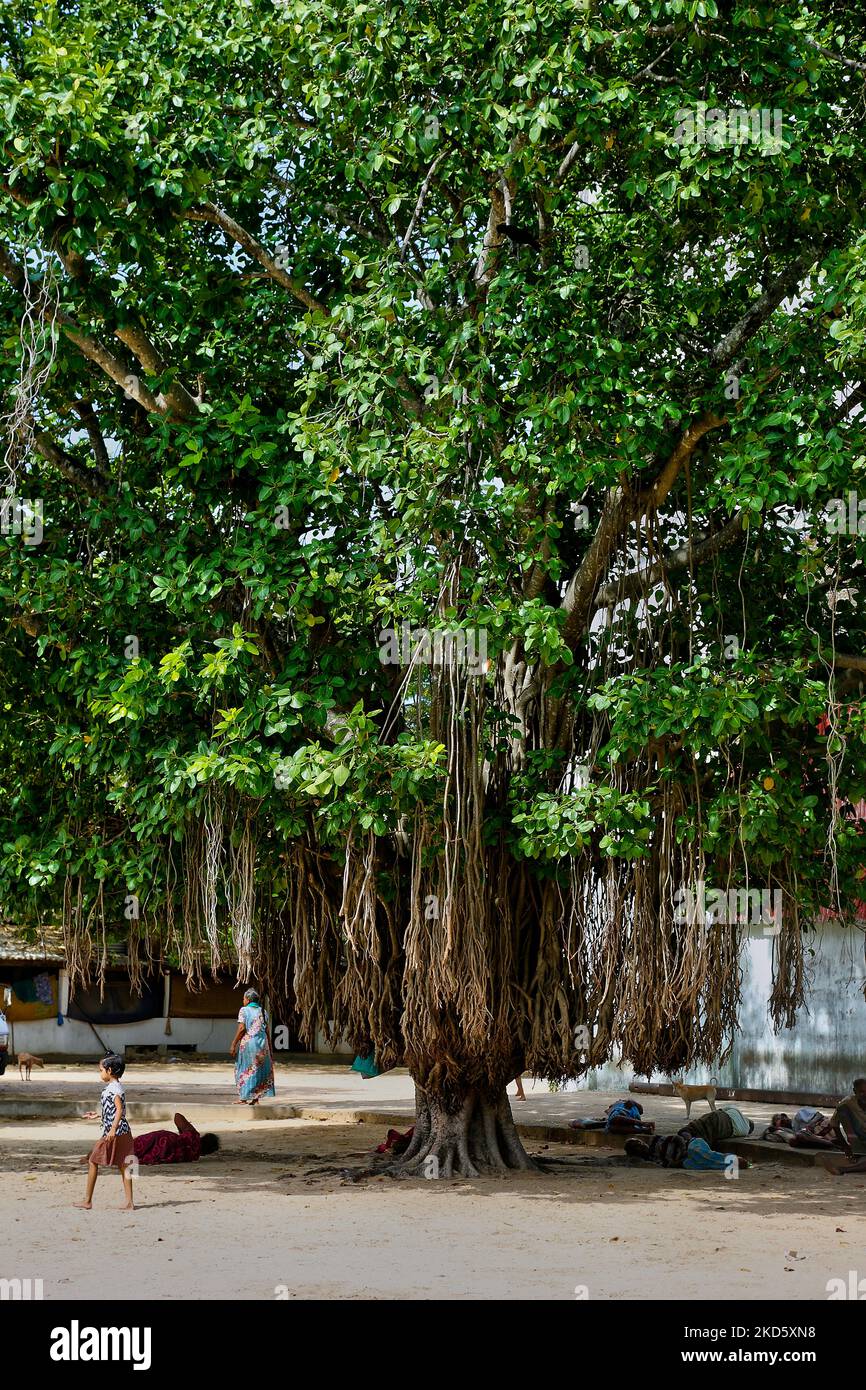 Large banyan tree growing outside the Selva Sannidhi Murugan Temple ...