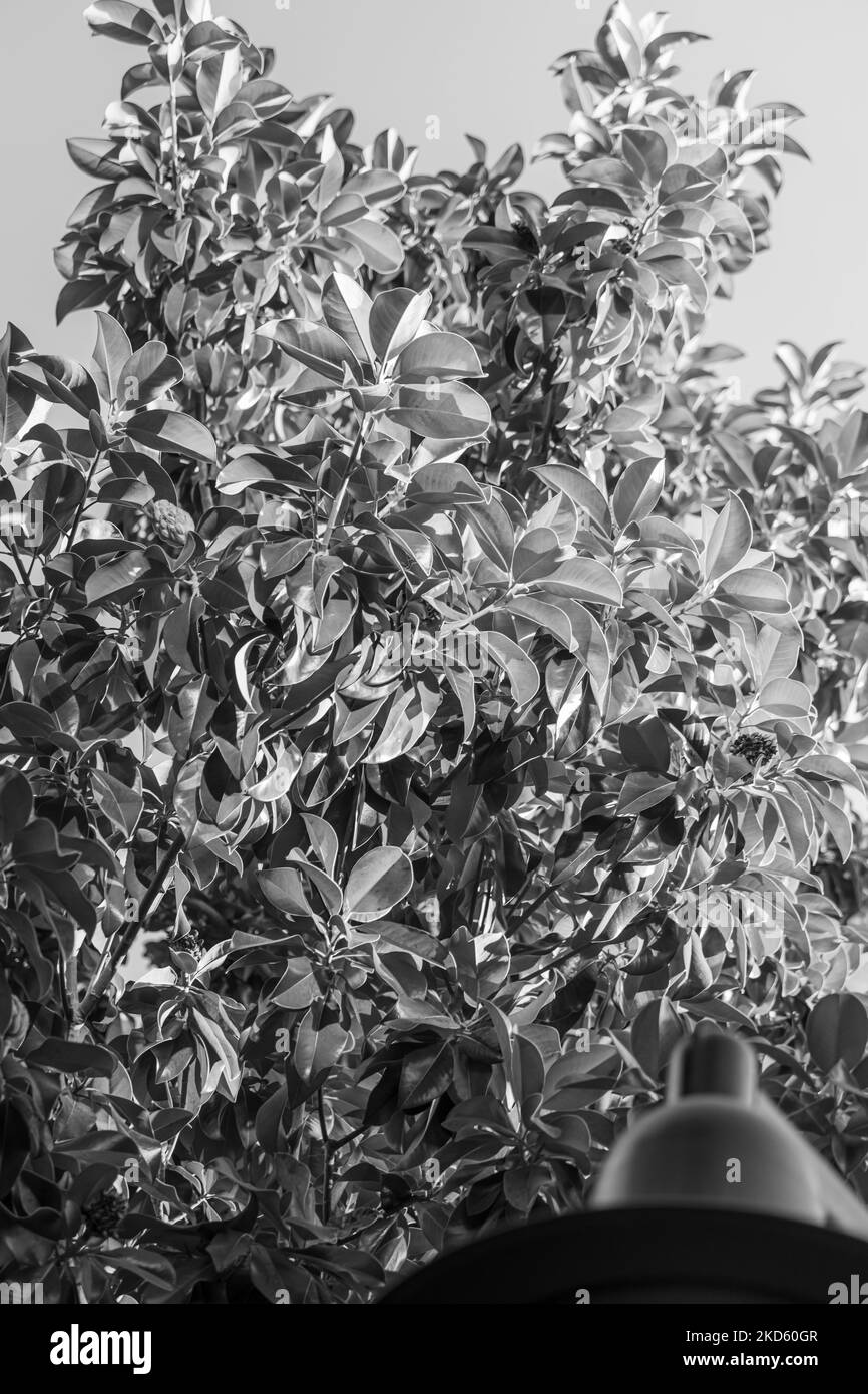 A vertical grayscale of the tree leaves Stock Photo - Alamy