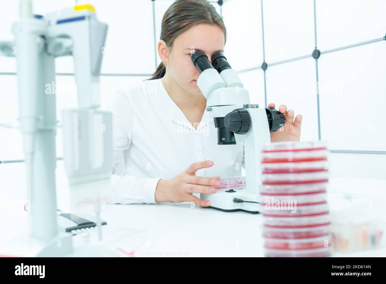 young female laboratory assistant examines genetically modified ...