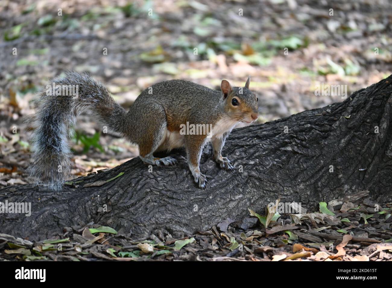 A close-up of squirrel resting on a tree root Stock Photo - Alamy